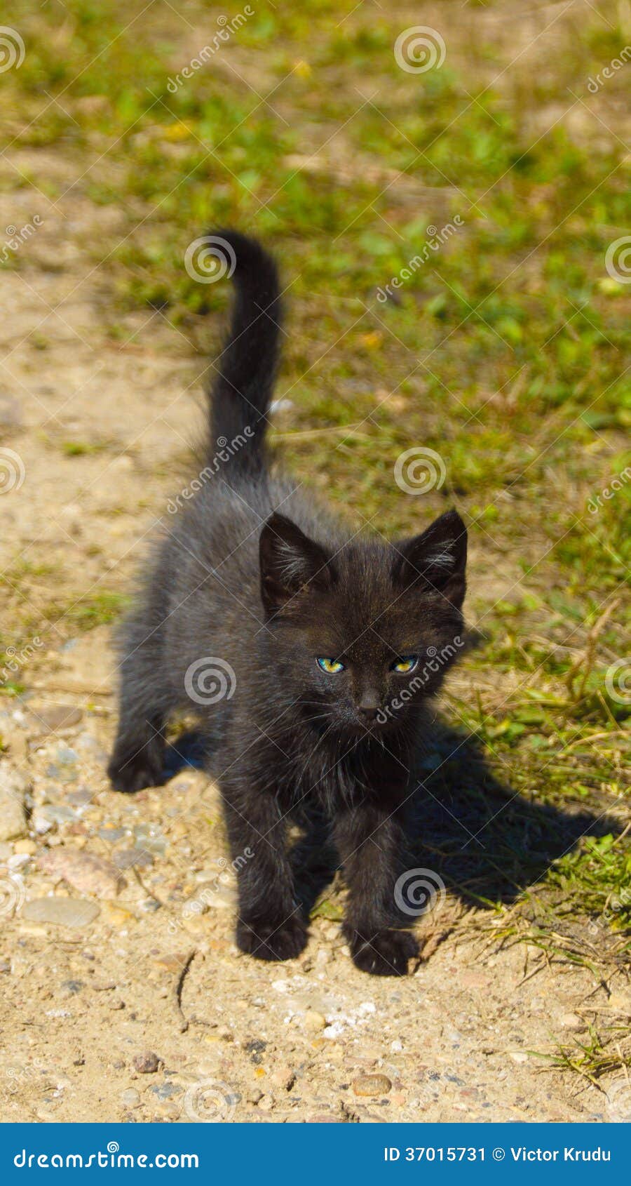Black kitten stock image. Image of eyes, stray, animals - 37015731