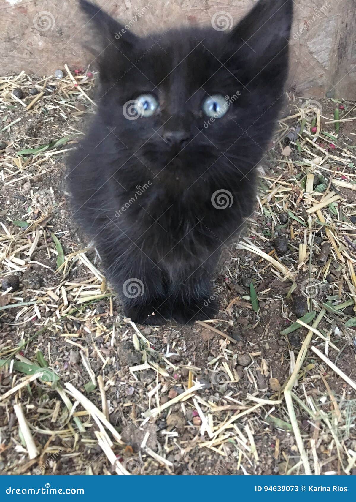 Black kitten stock image. Image of blue, kitten, baby - 94639073