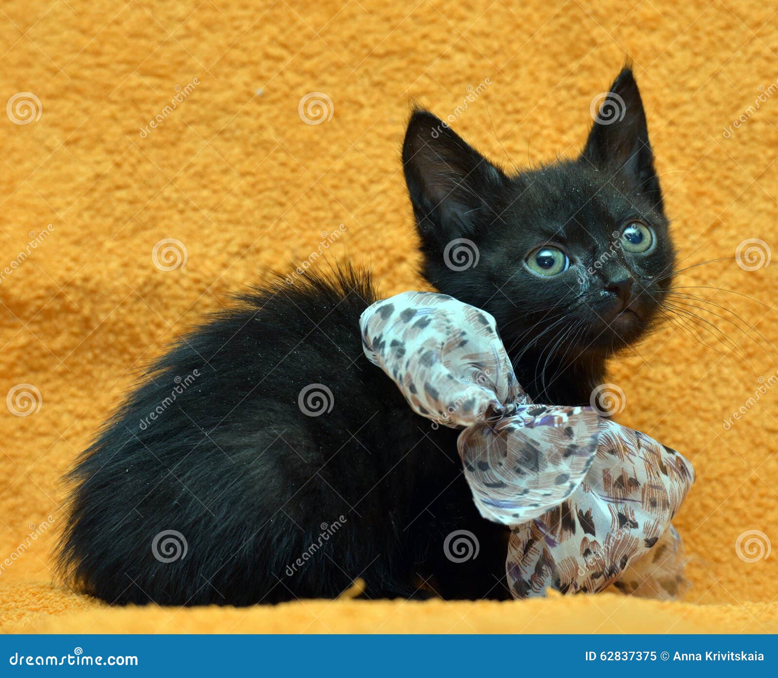 Black kitten with a bow stock image. Image of funny, ears - 62837375