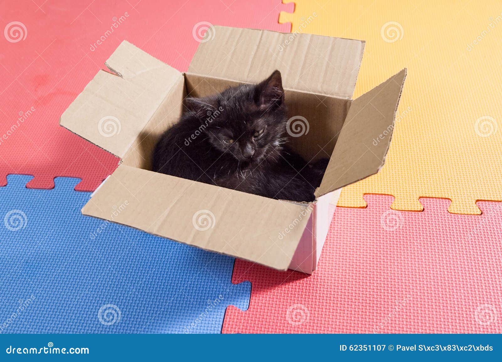 Black kitten in the box stock image. Image of sleep, young - 62351107