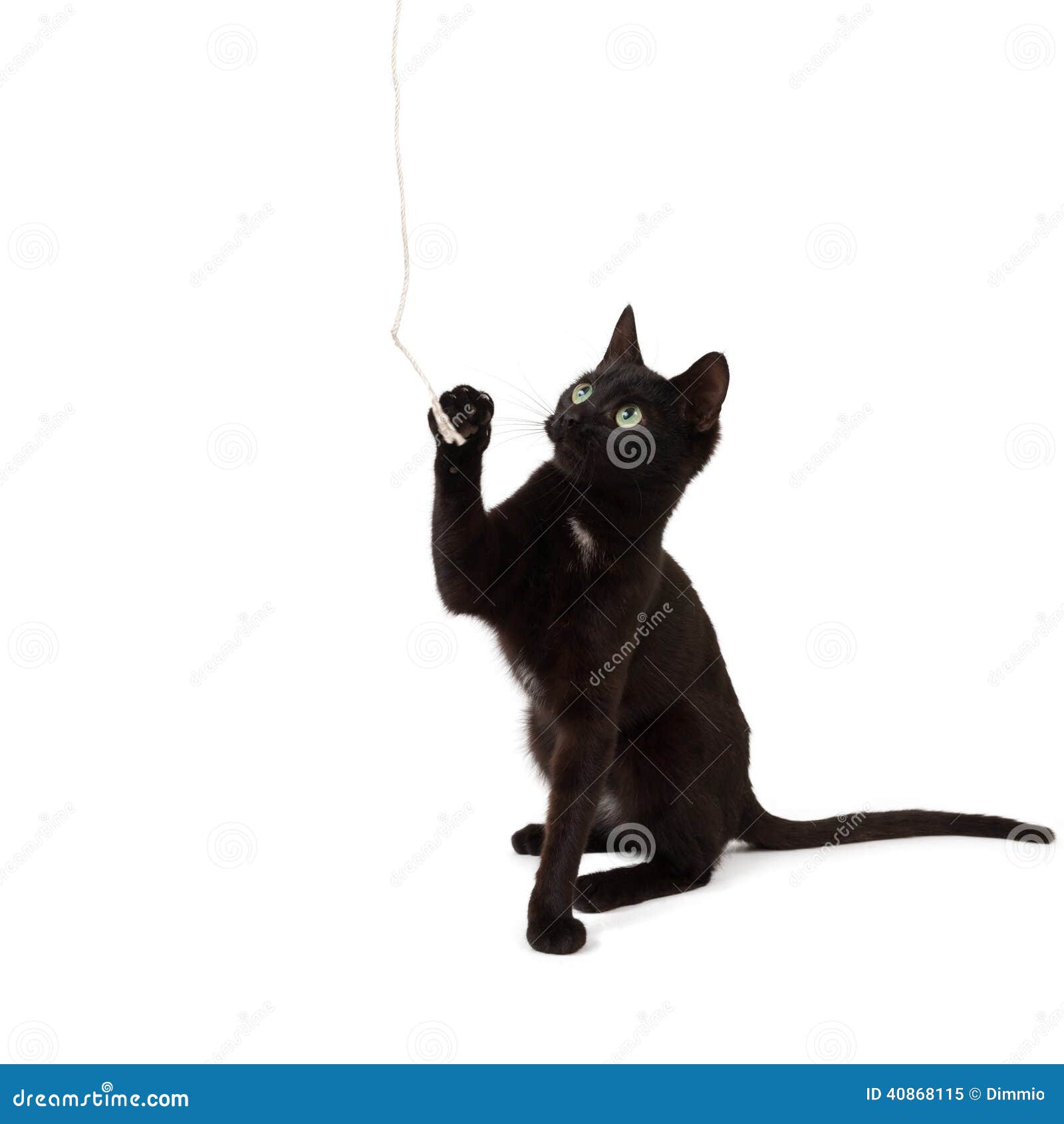 Black Kitten Plays with a Rope. Stock Image - Image of cute, kitten ...