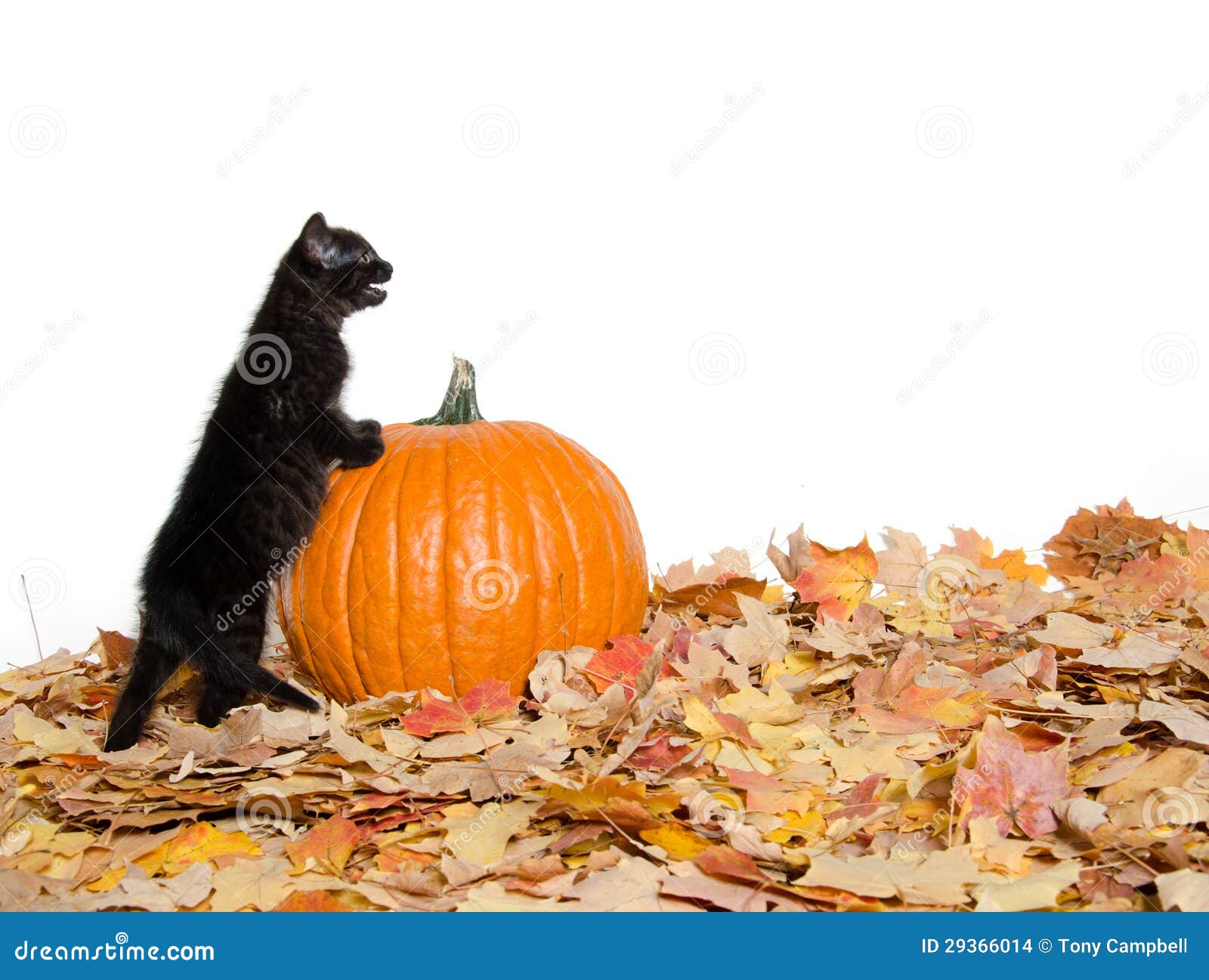 Black kitten and pumpkin stock photo. Image of feline - 29366014