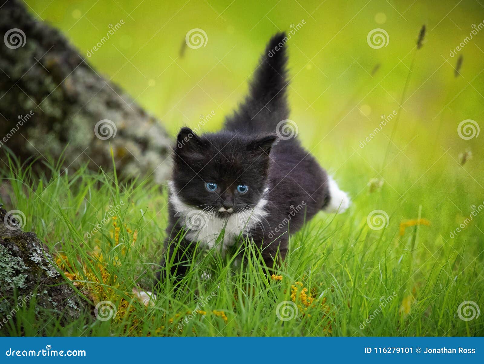 A black kitten running stock image. Image of black, staring - 116279101