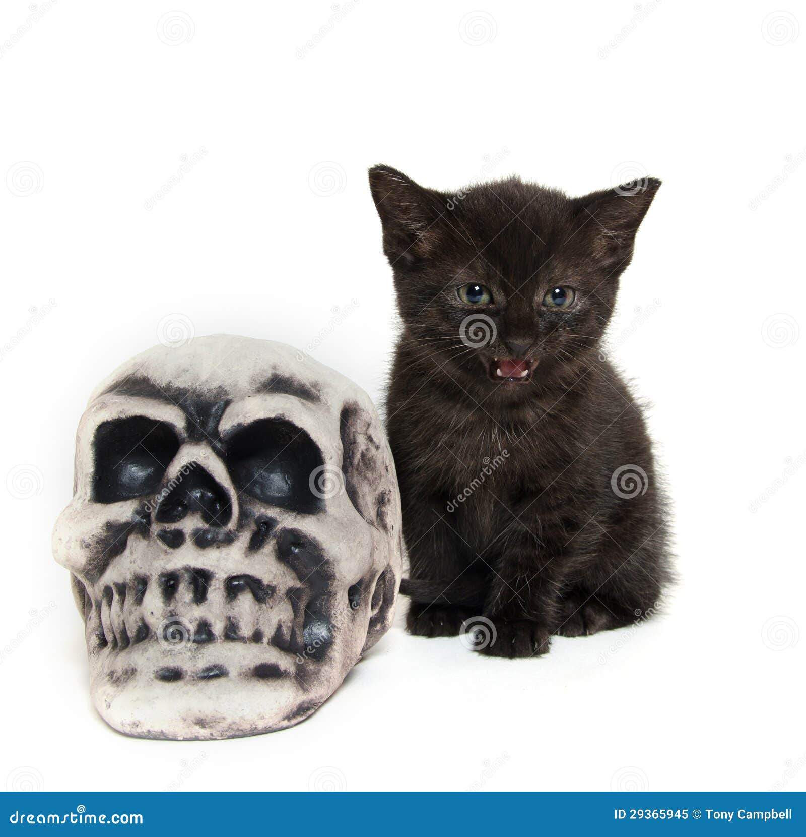 Black kitten with skull stock image. Image of feline - 29365945