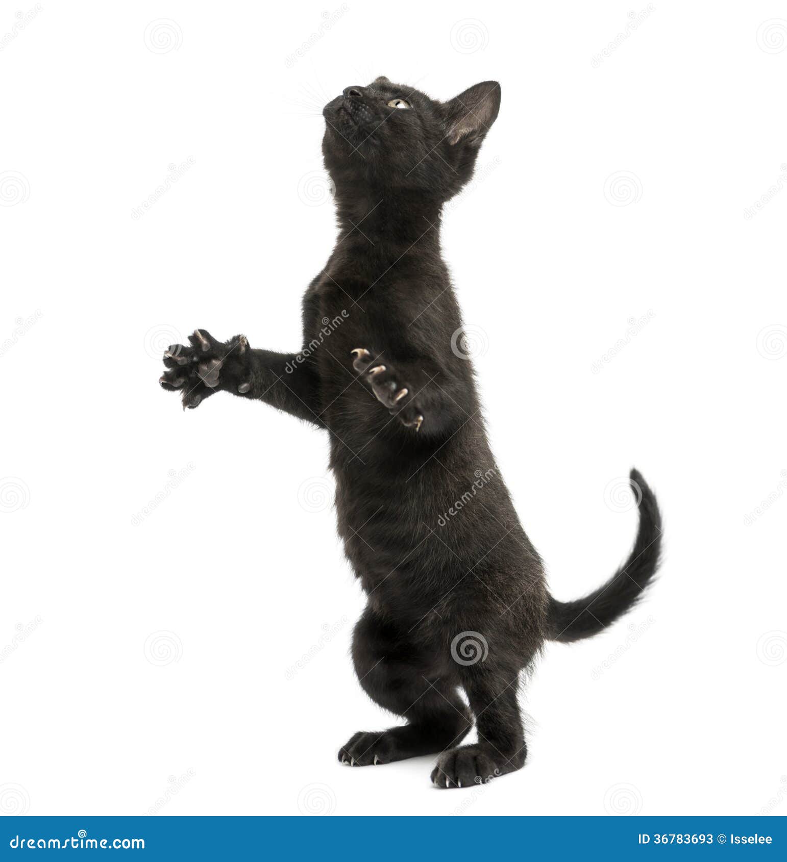 Black Kitten Standing on Hind Legs, Playing, Looking Up Stock Image ...