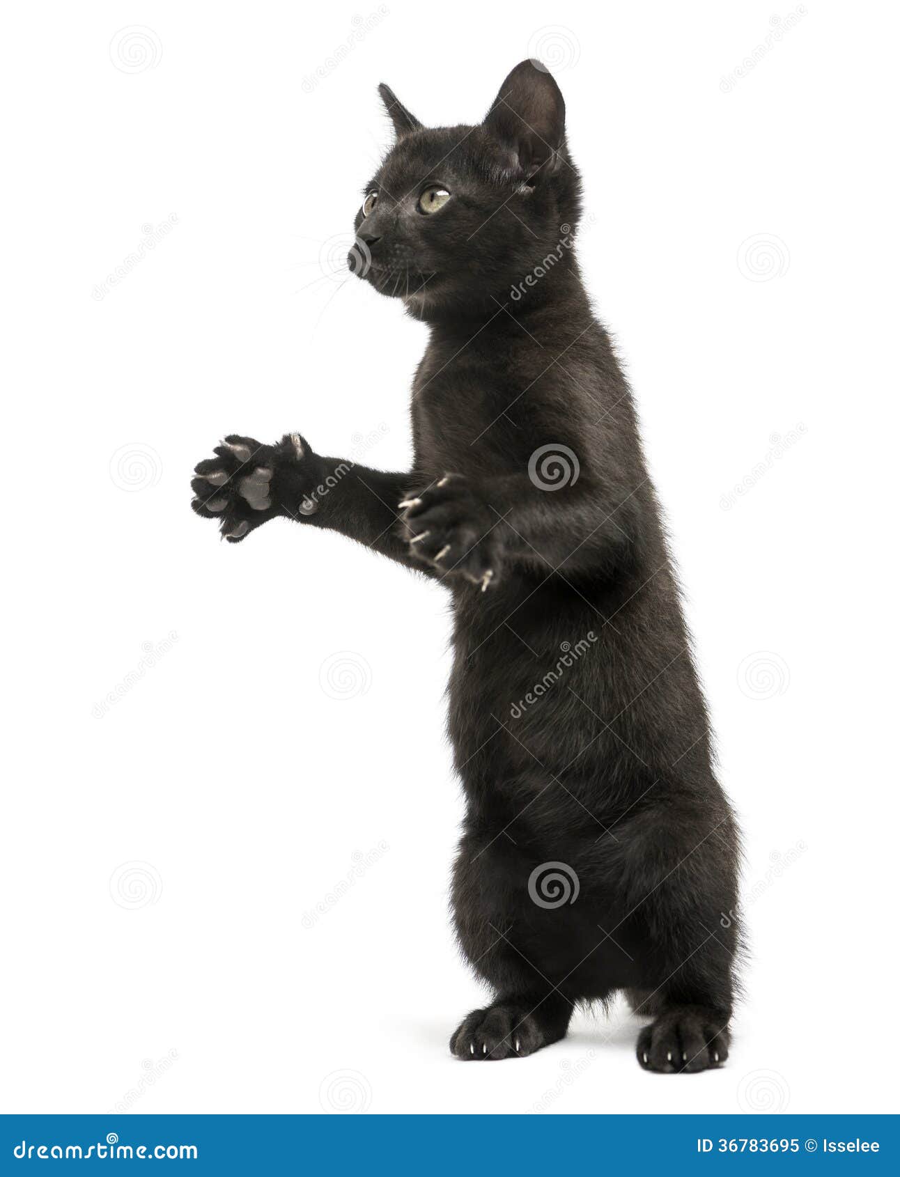 Black Kitten Standing on Hind Legs, Playing, Looking Up Stock Image ...