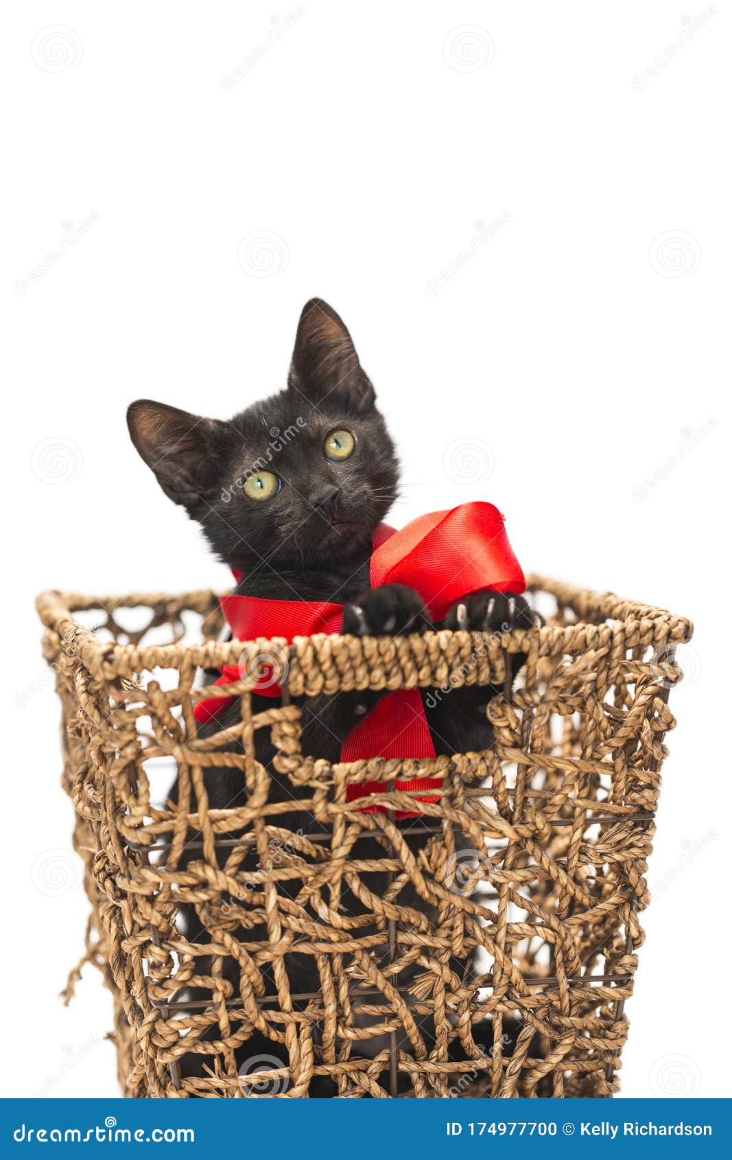 Black Christmas Kitten in Wicker Basket Wearing a Red Ribbon Bow Stock ...