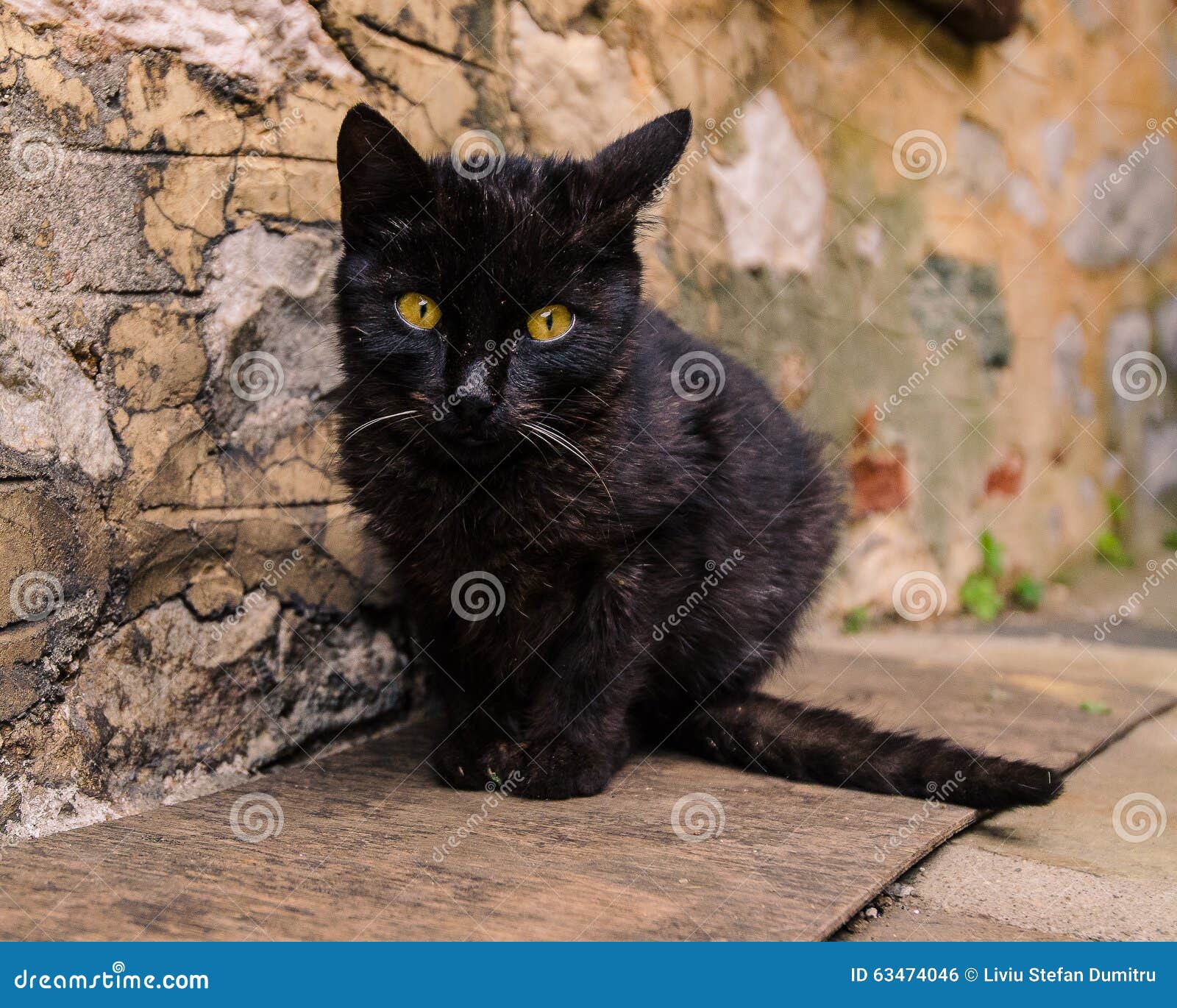 Black kitty stock photo. Image of expression, kitty, wall - 63474046