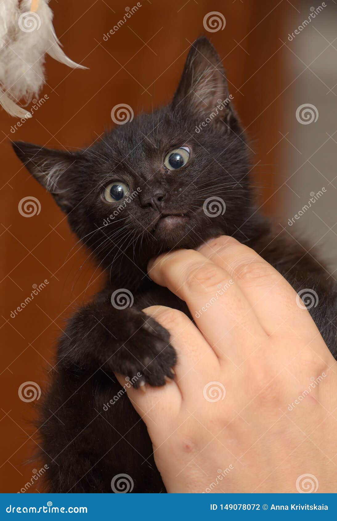 Black kitty in hand stock photo. Image of cute, funny - 149078072