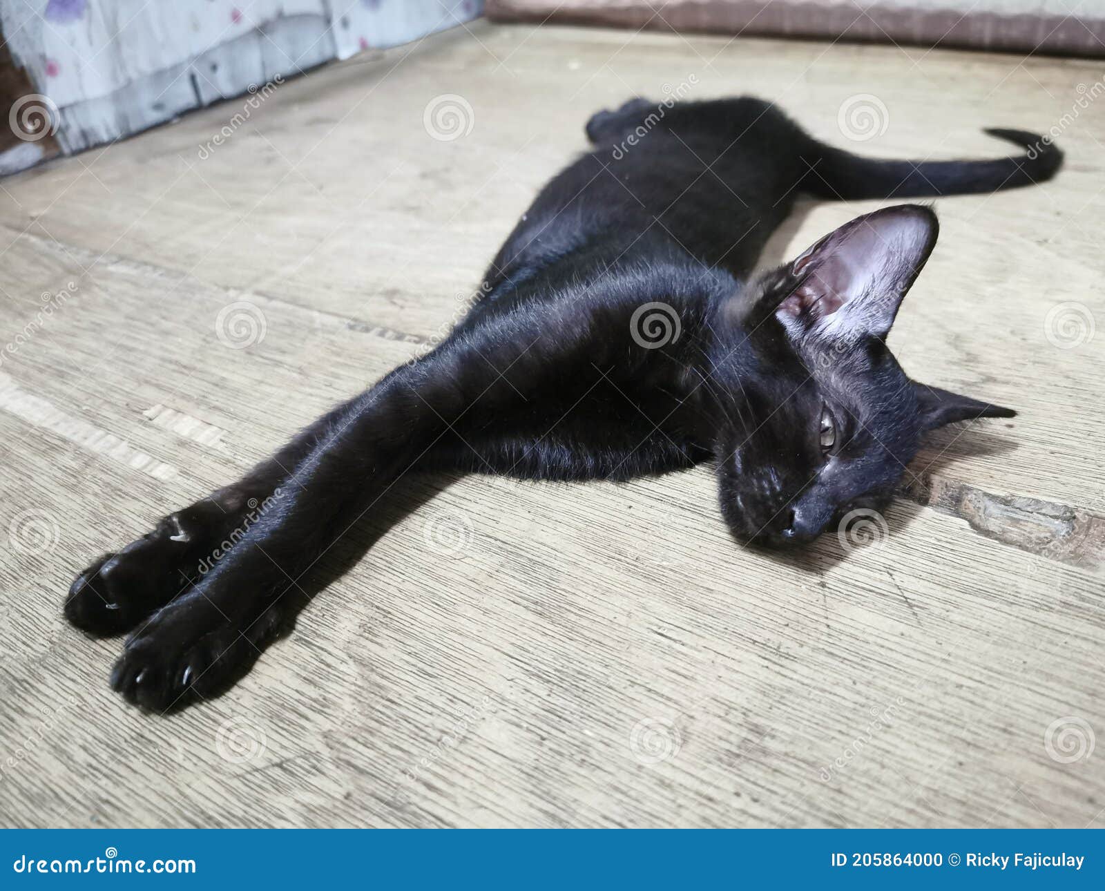 Black Kitty Kitten Playing Dead Roleplaying Cat Stock Photo - Image of ...