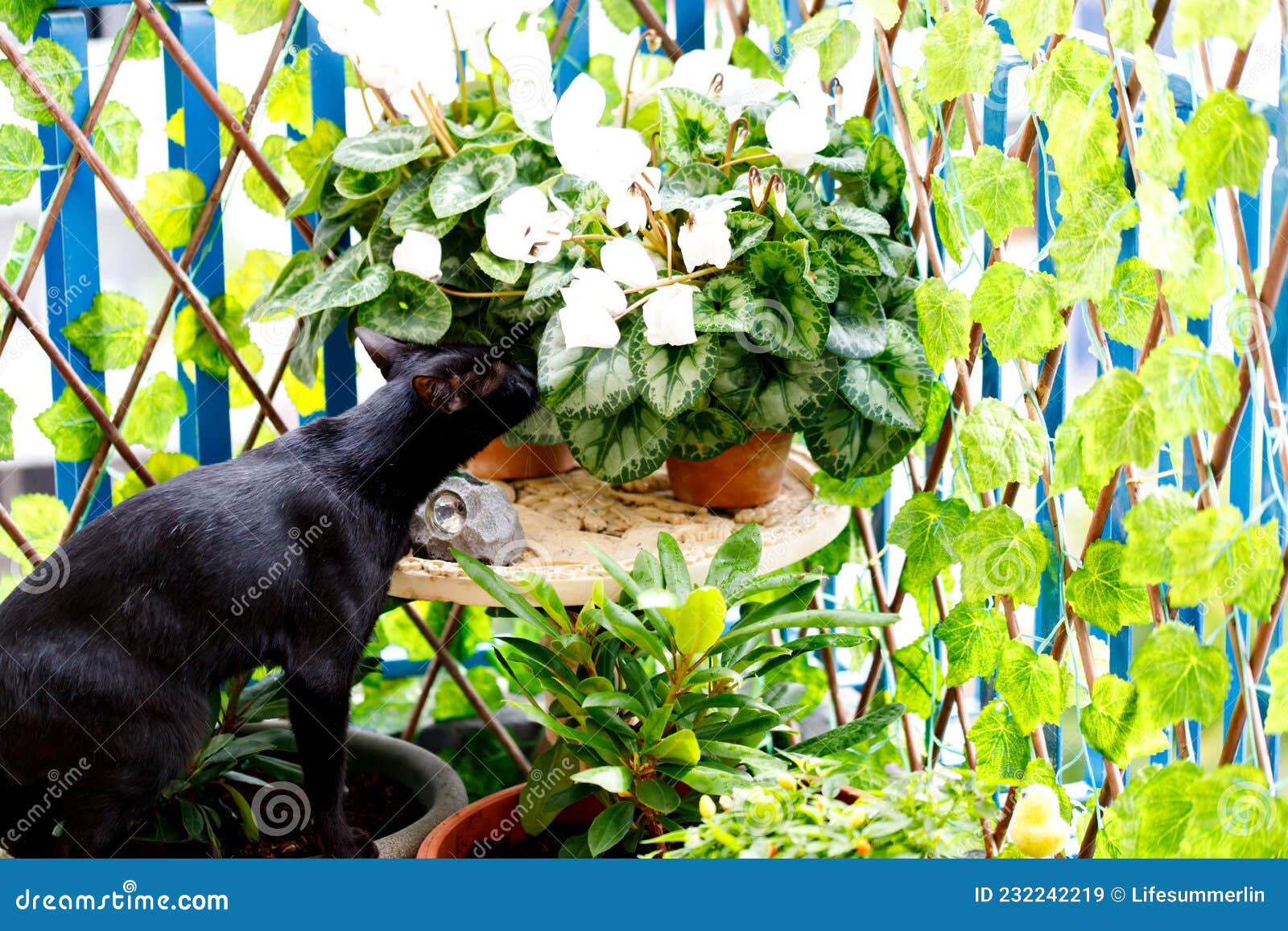 Black Kitty Sniffing Flower. Spring Black Cat Stock Image - Image of ...