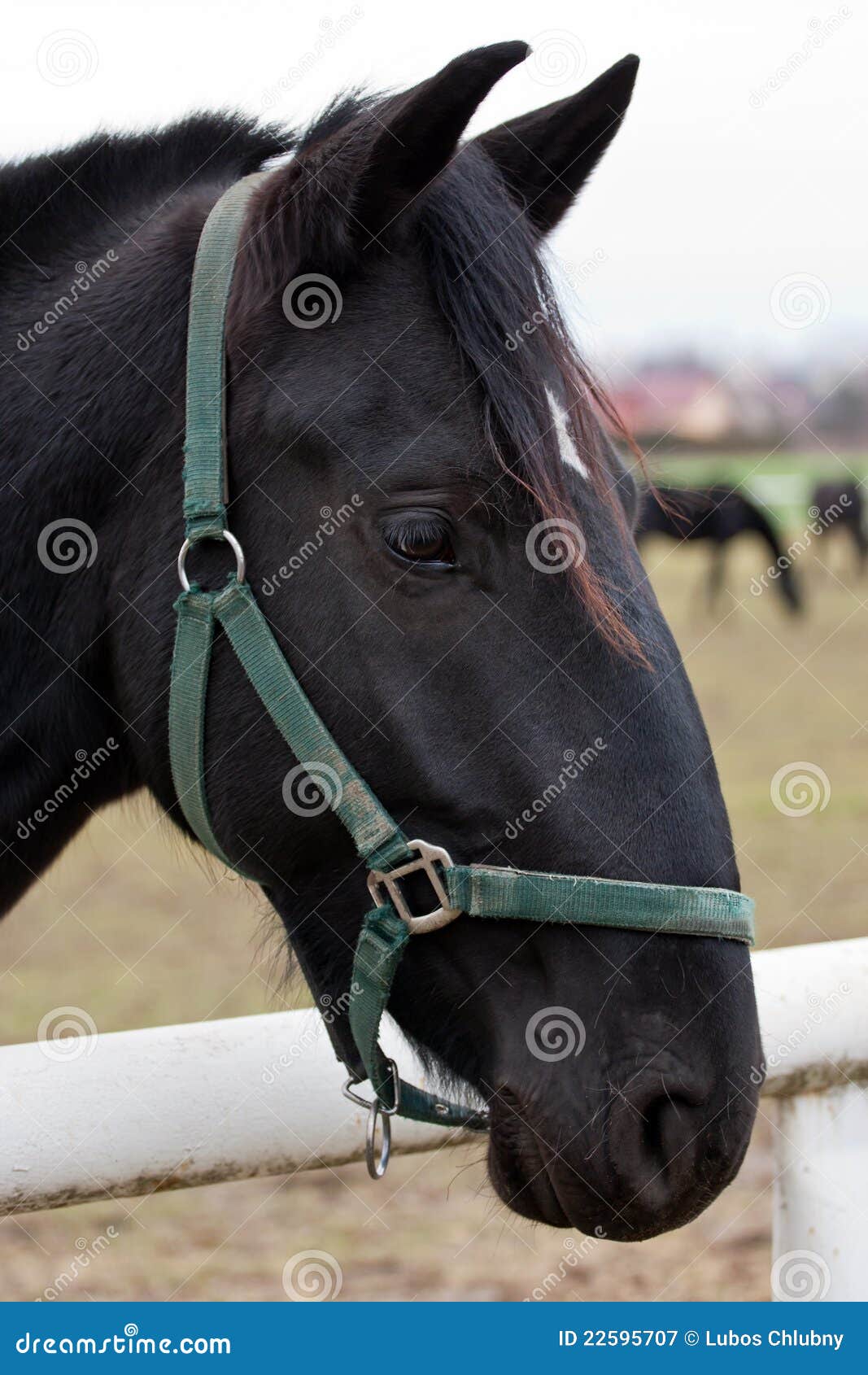 Black Kladruber horse stock image. Image of riding, equestrian - 22595707