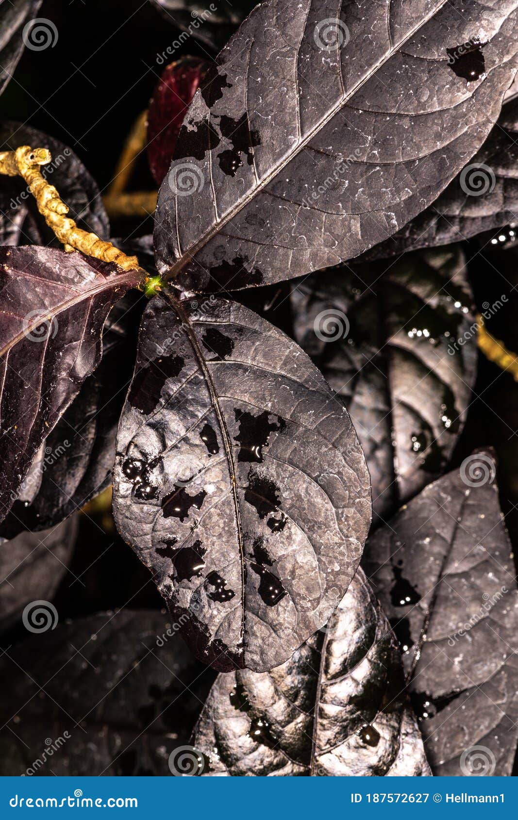 Black Kodia stock image. Image of background, leaves - 187572627