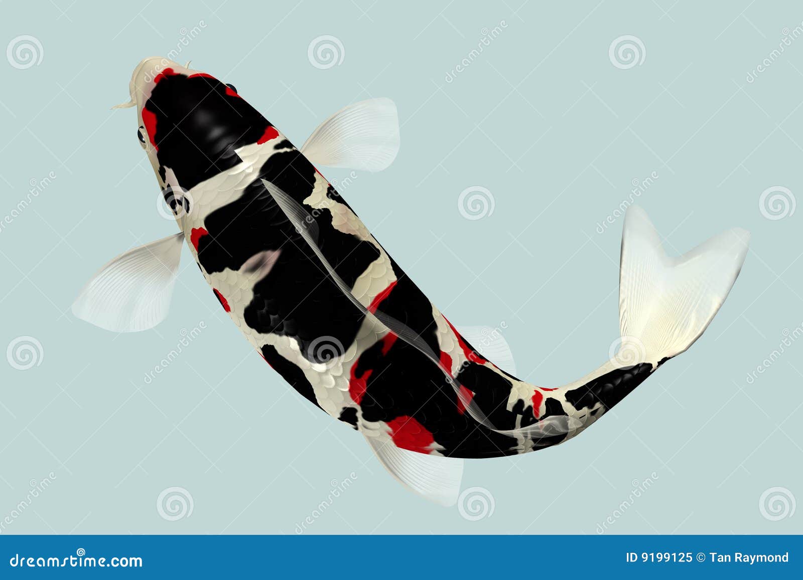 Fish Black Molly Swimming In Freshwater Exotic Aquarium. Stock Photo ...