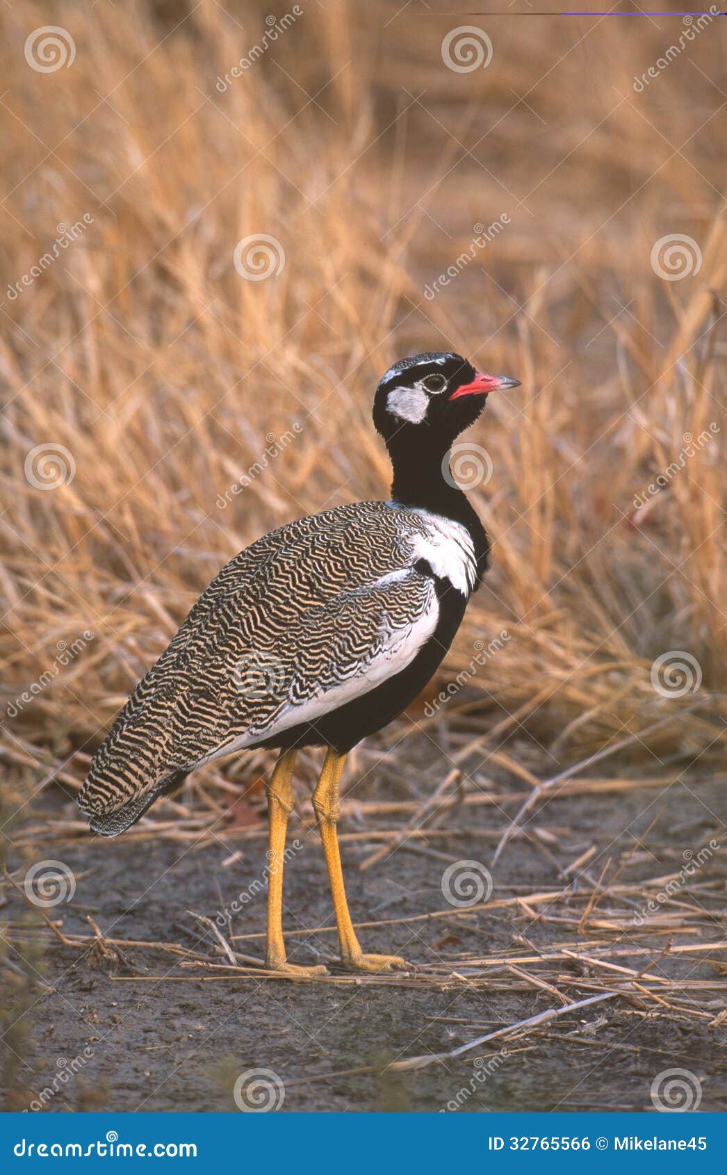 Black Korhan, Eupodotis Afra Stock Photo - Image of afra, wildlife ...