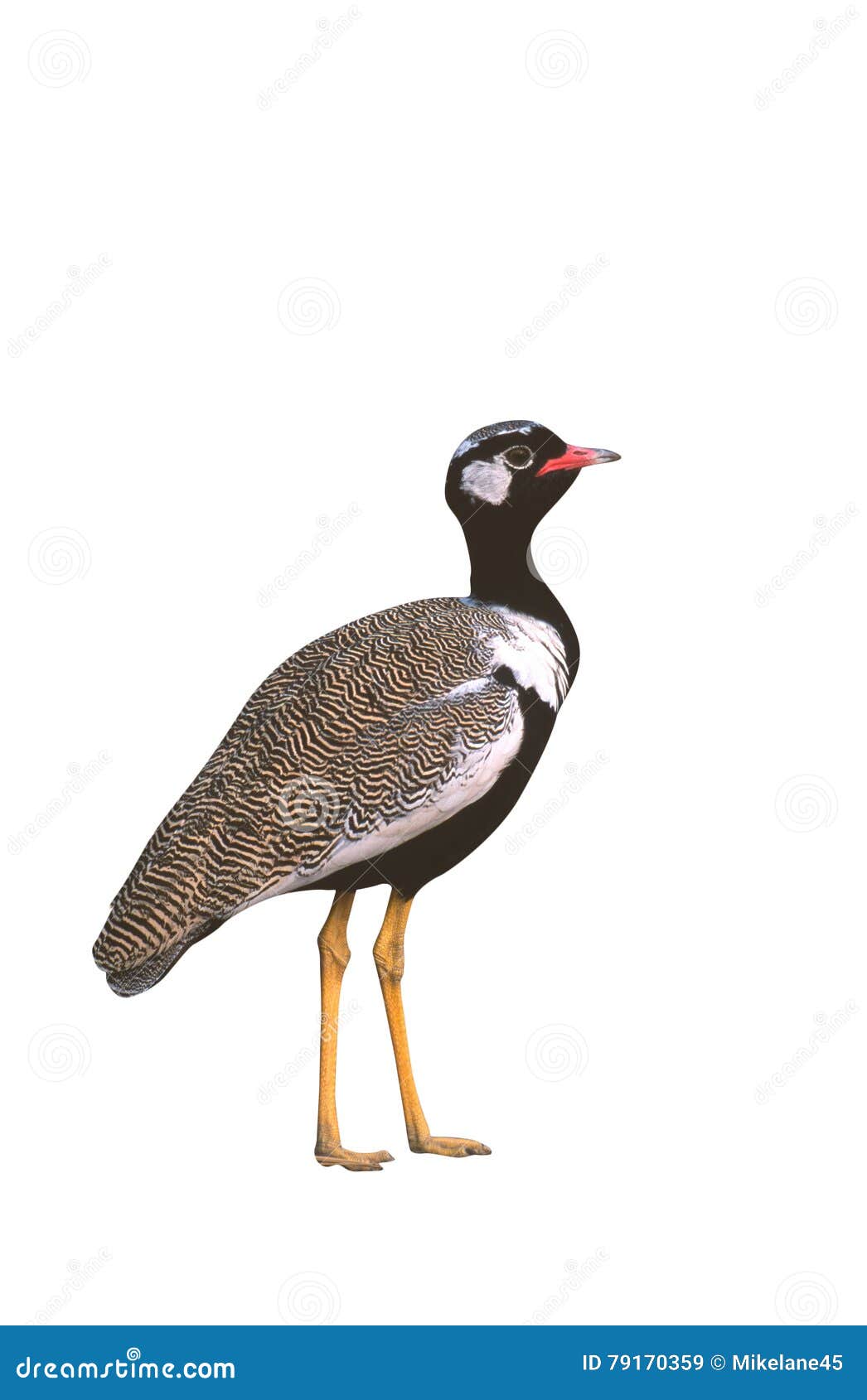 Black Korhan, Eupodotis Afra Stock Image - Image of african, birds ...