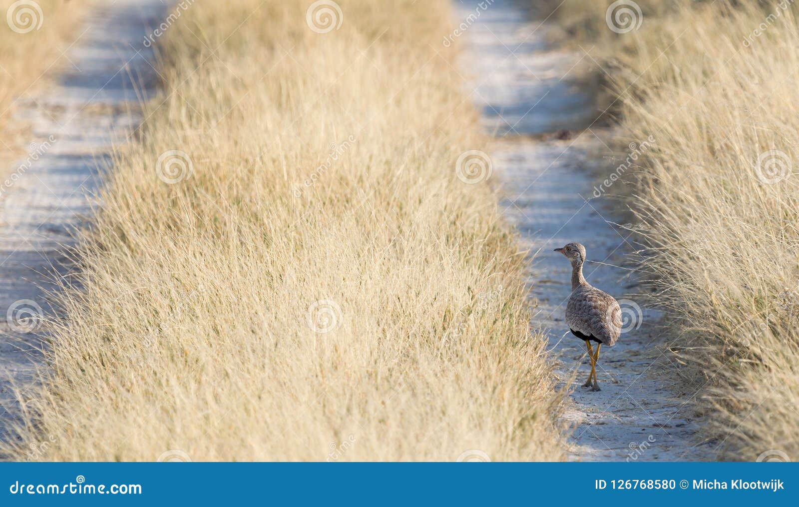 Black Korhan in the Kalahari, Botswana Stock Photo - Image of national ...