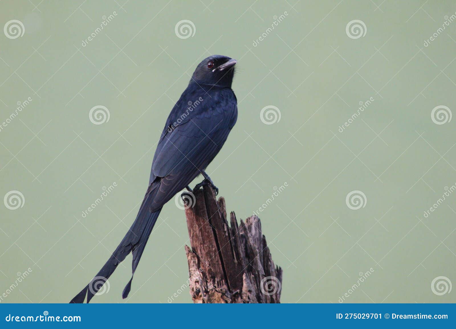 Black kuil bird stock image. Image of town, black, kuil - 275029701