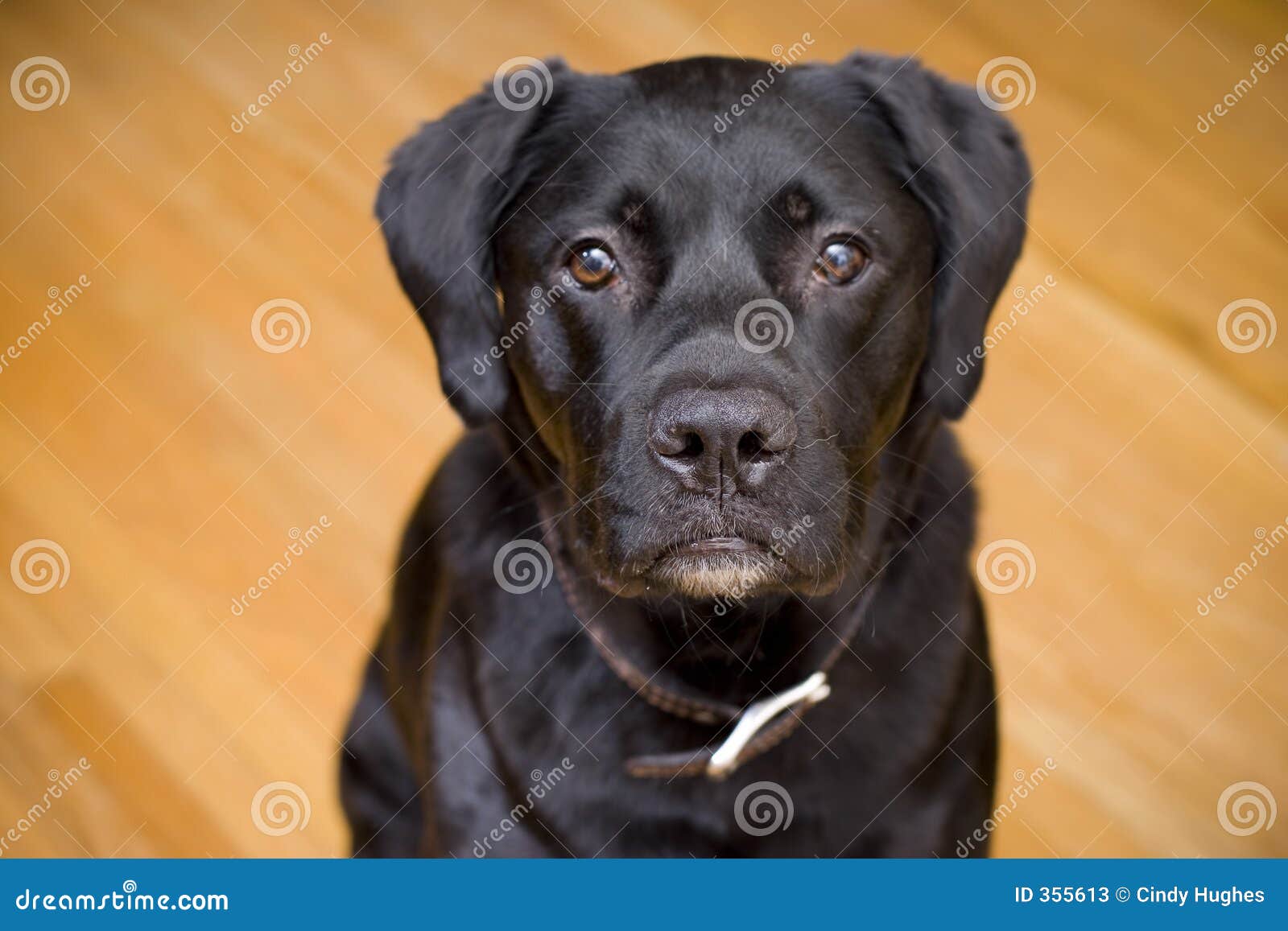 Black lab stock image. Image of listen, black, cuddly, care - 355613