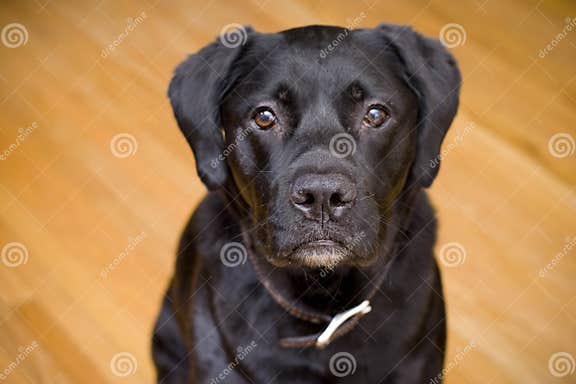 Black lab stock image. Image of listen, black, cuddly, care - 355613