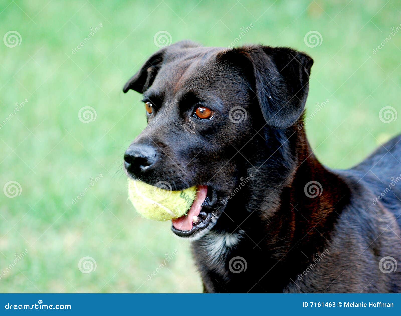 Black Lab stock image. Image of standing, labrador, black - 7161463