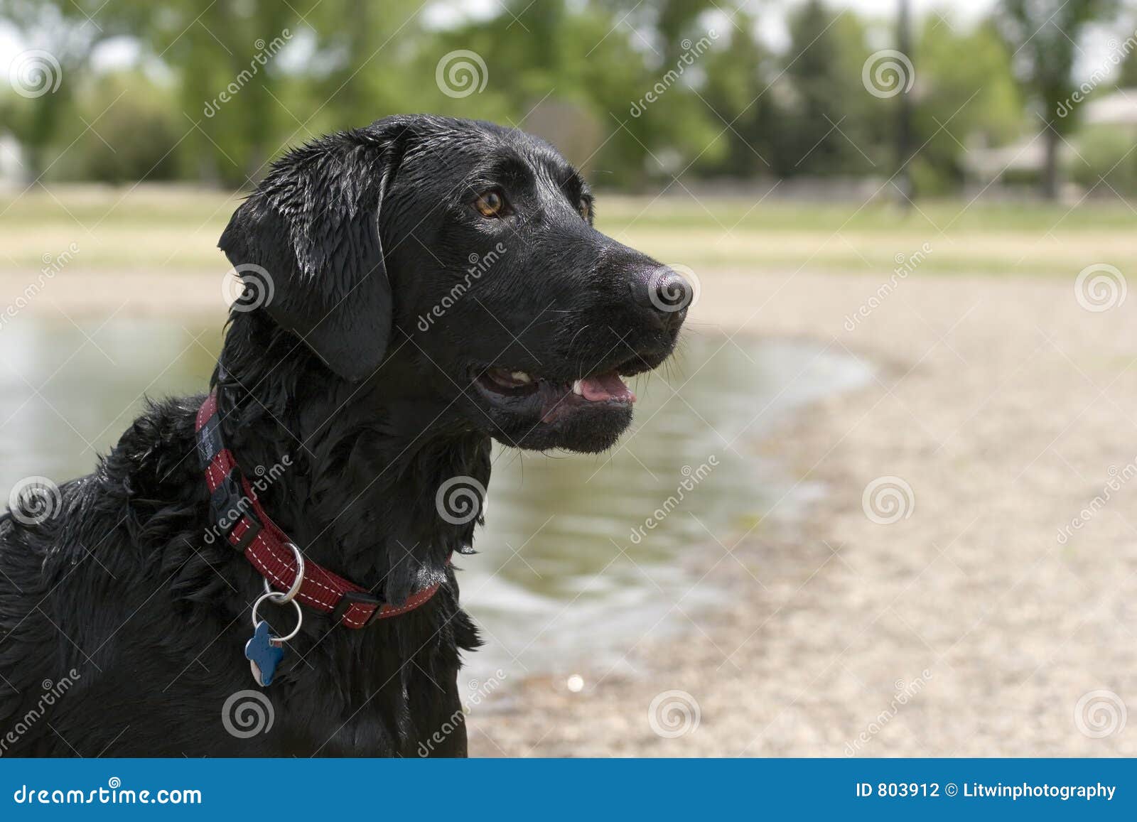 Black Lab stock photo. Image of pond, float, refreshing - 803912