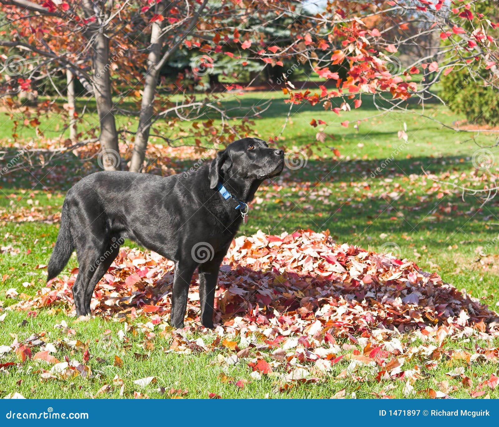 Black Lab in Autumn stock image. Image of canine, paws - 1471897