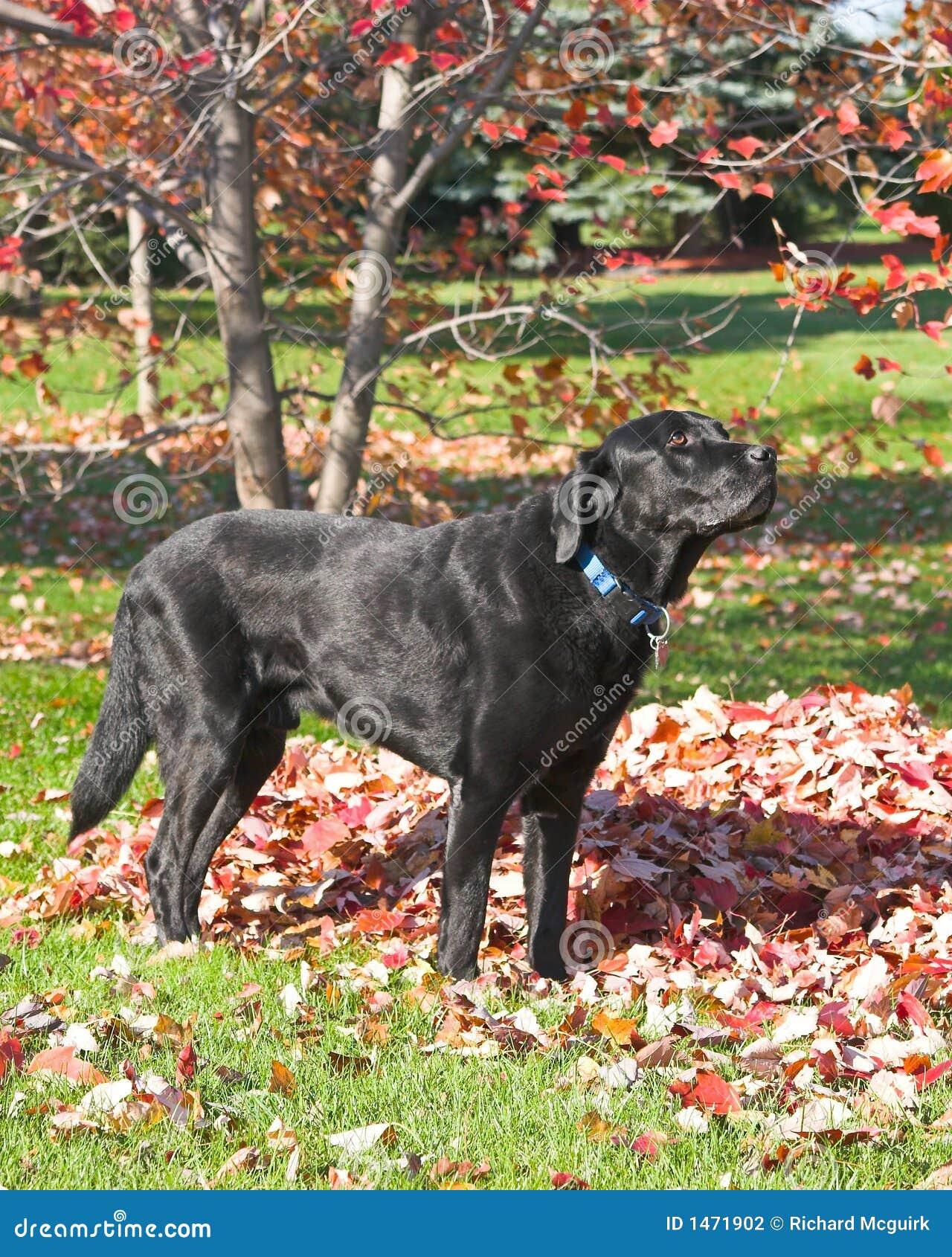 Black Lab in Autumn stock photo. Image of colour, outdoors - 1471902