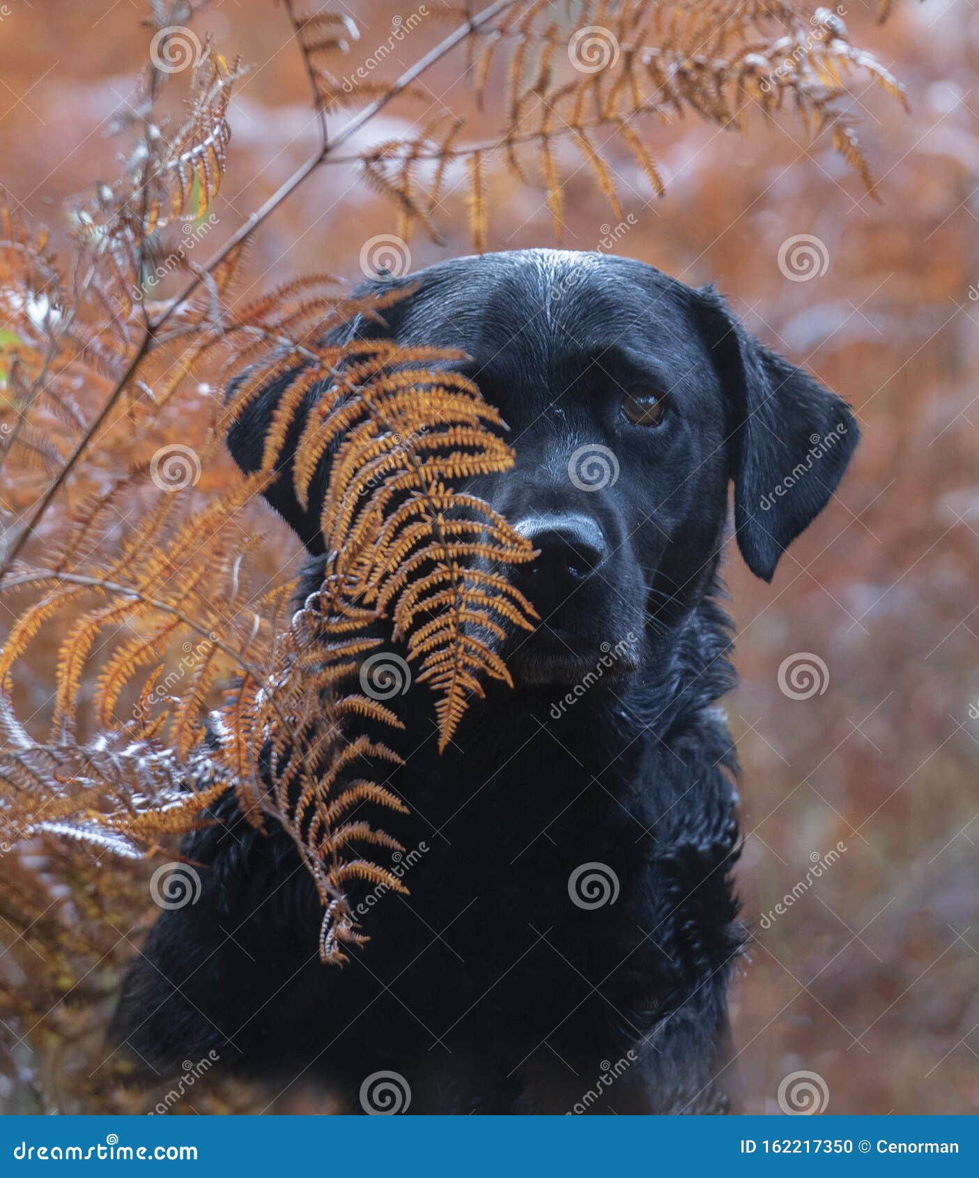 Black Lab in the Autumn Ferns Stock Photo - Image of ferns, forest ...