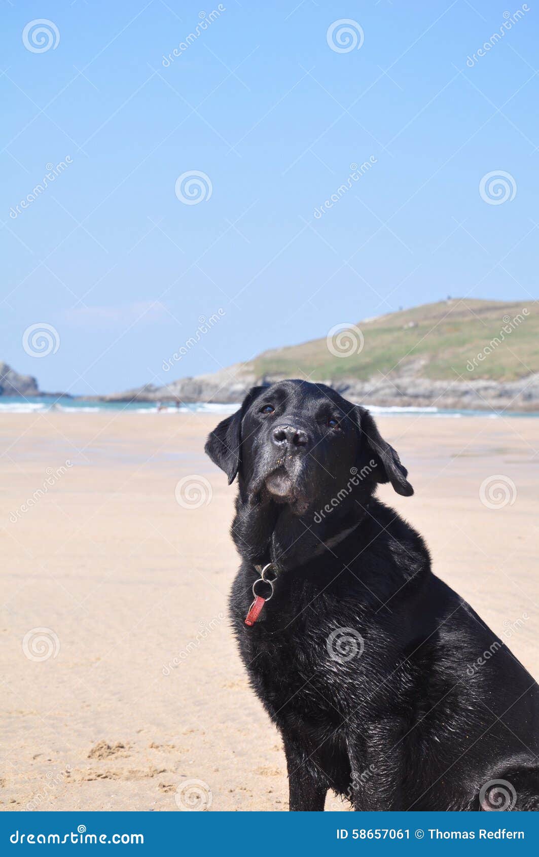 Black lab on beach stock image. Image of black, sandy - 58657061