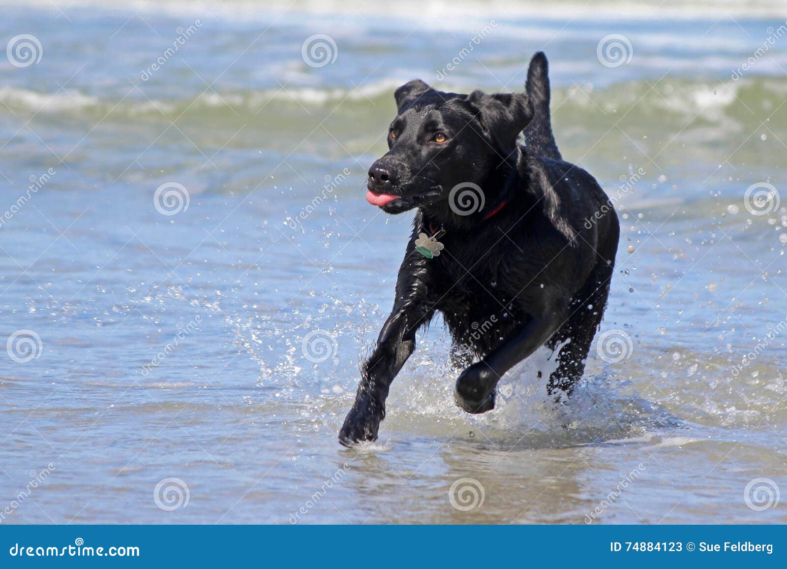 Black Lab at the Beach stock image. Image of energy, fast - 74884123