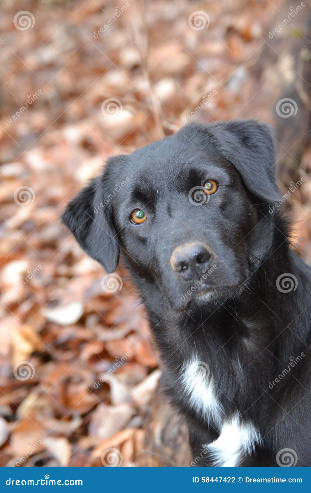 Black Lab stock photo. Image of fall, foliage, brown - 58447422