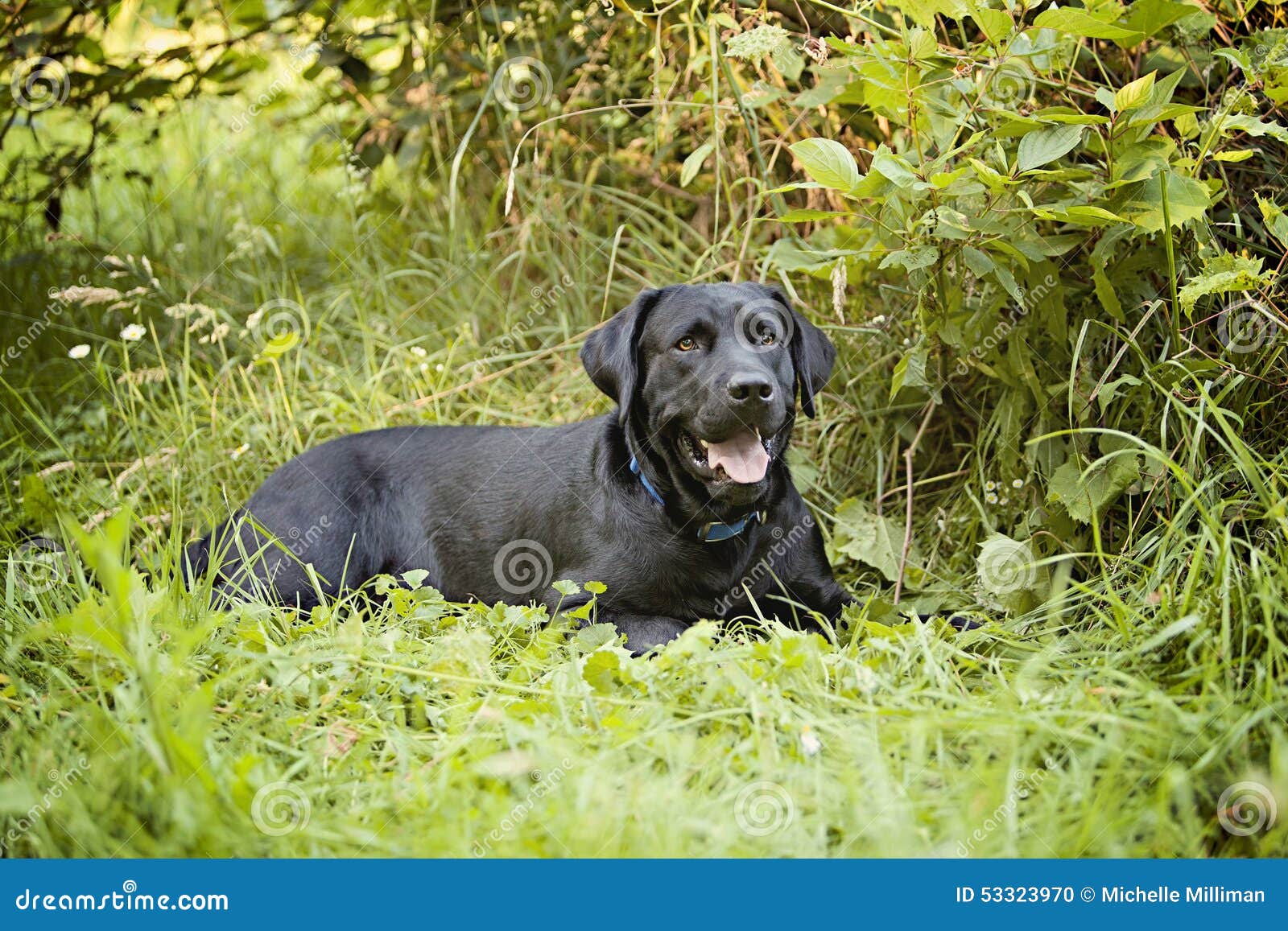 Black Lab stock photo. Image of labrador, canine, yard - 53323970