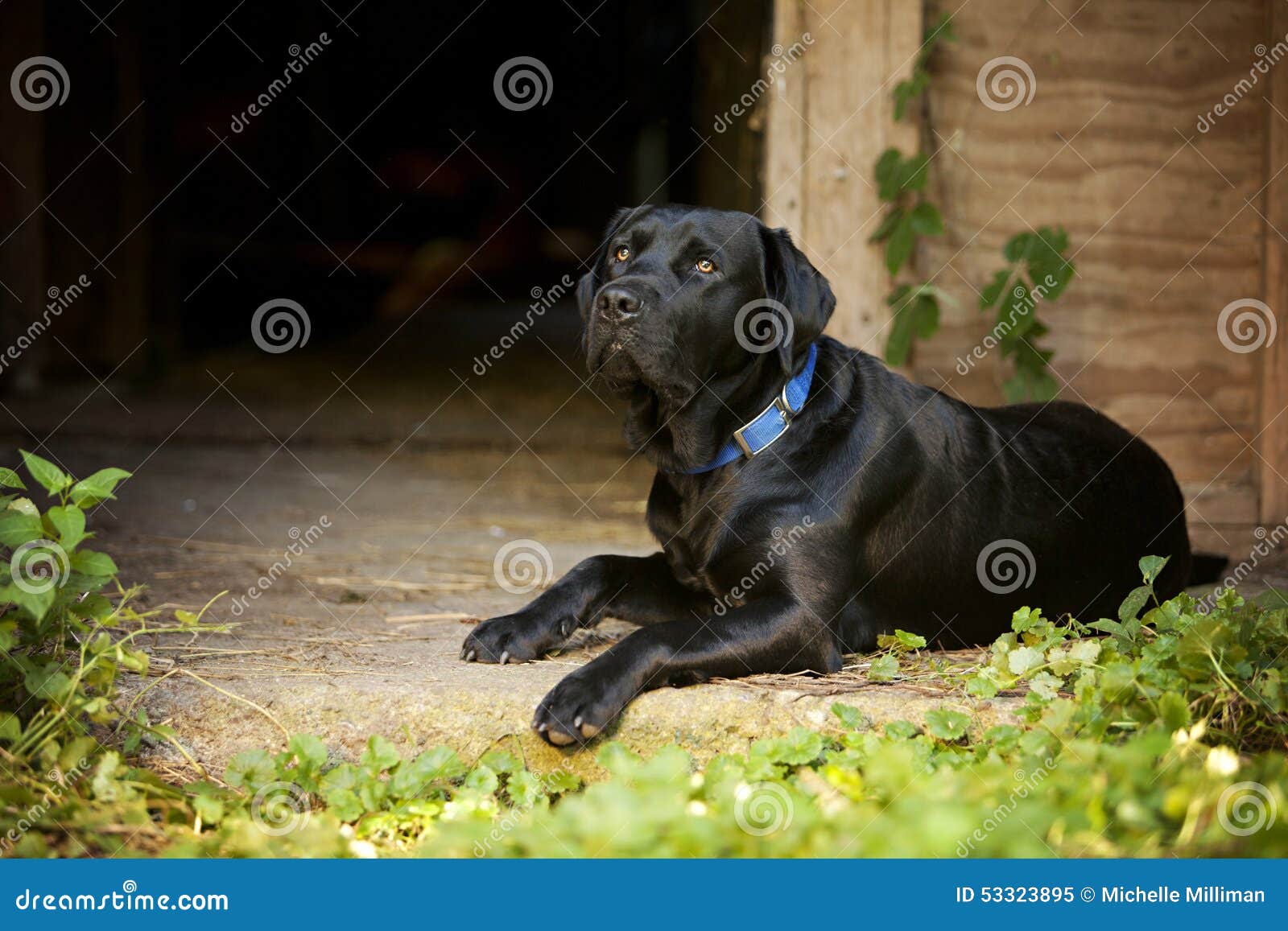 Black Lab stock image. Image of guide, puppy, leaves - 53323895