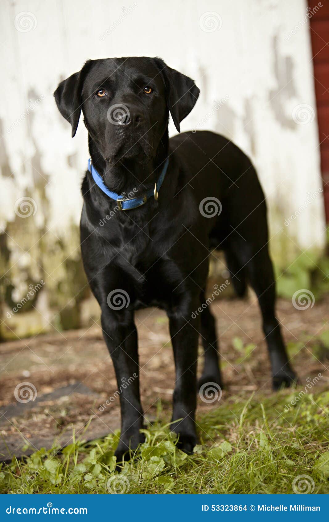 Black Lab stock photo. Image of outside, yard, guide - 53323864