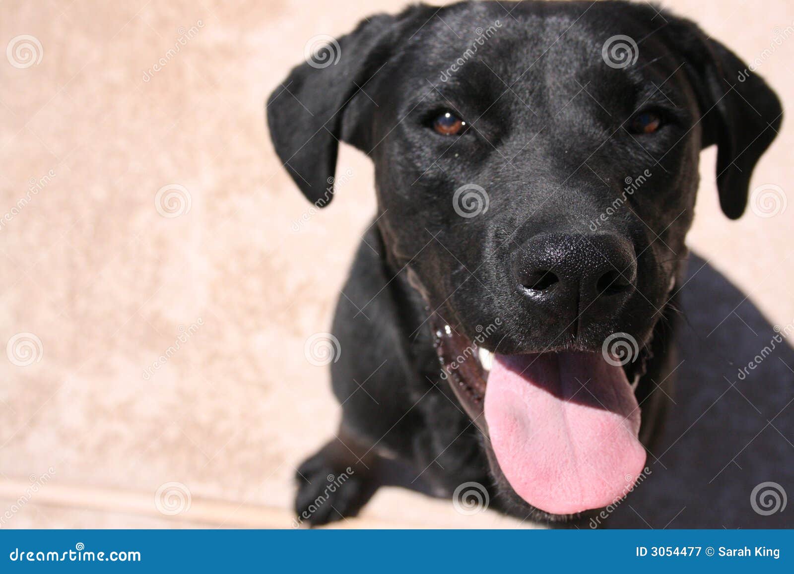 Black Lab close-up stock image. Image of black, face, labrador - 3054477