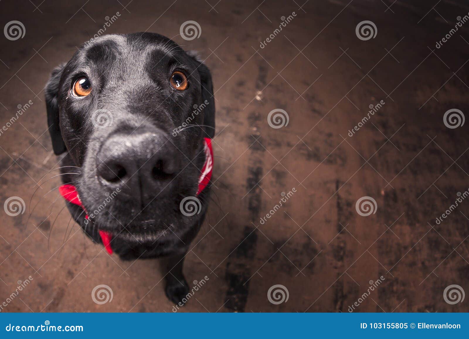 Black lab close-up stock image. Image of fish, smell - 103155805
