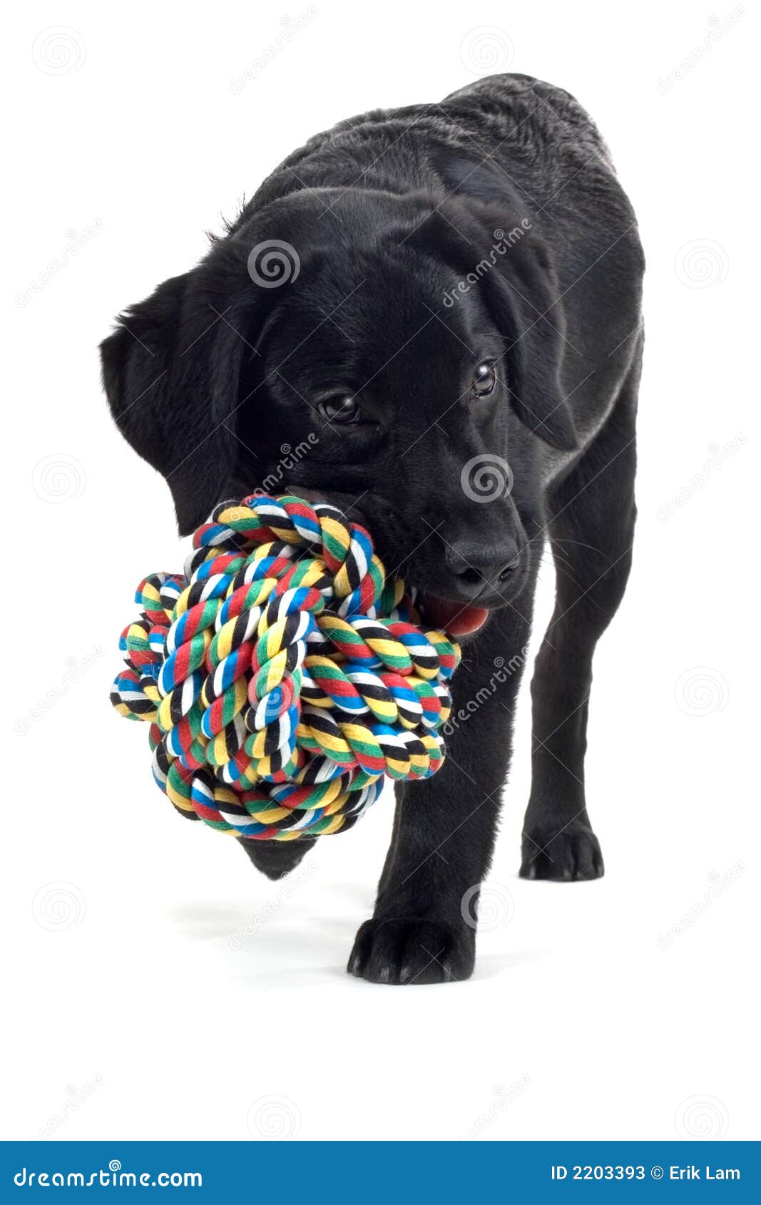 Black Lab with Colorful Toy Stock Image - Image of fetch, mammal: 2203393