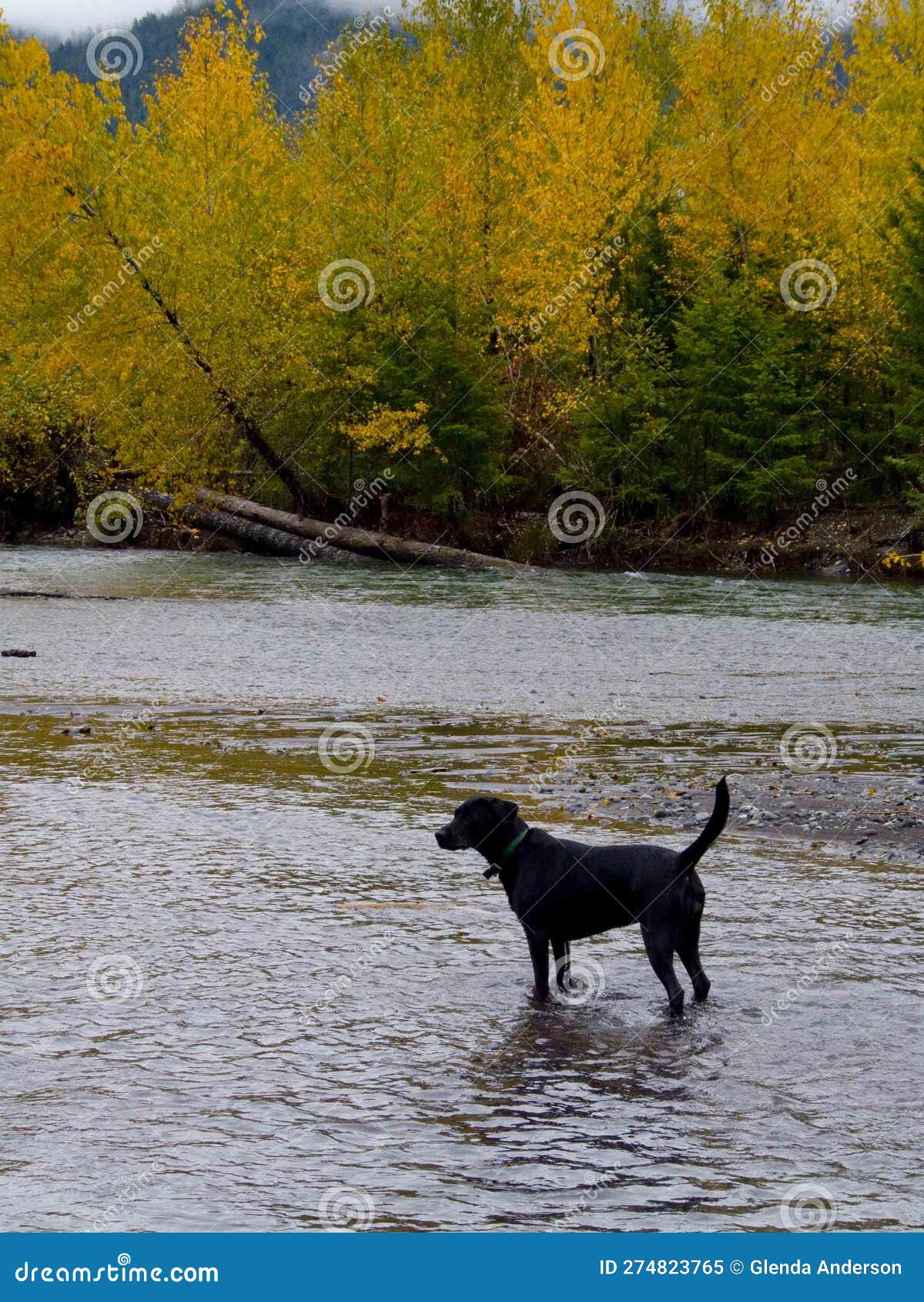 Lab on the river stock image. Image of carnivore, autumn - 274823765