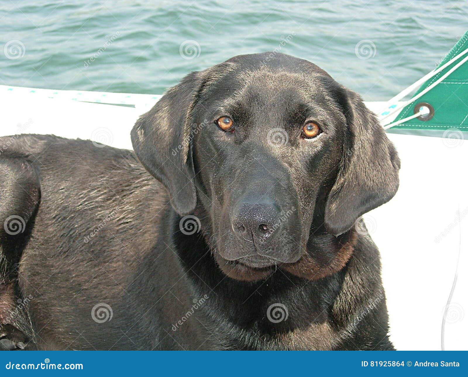 Black Lab dog stock photo. Image of animal, santa, boat - 81925864