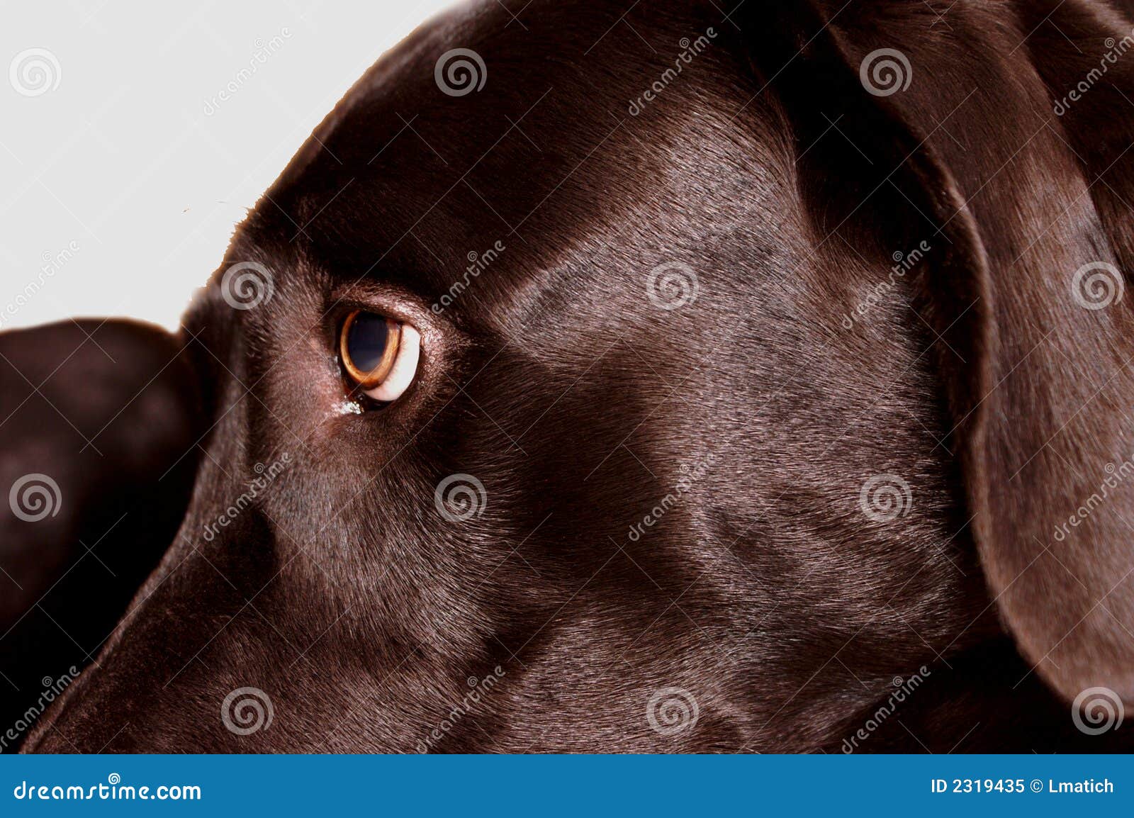 Black Lab Eye stock image. Image of side, cute, look, shiny - 2319435