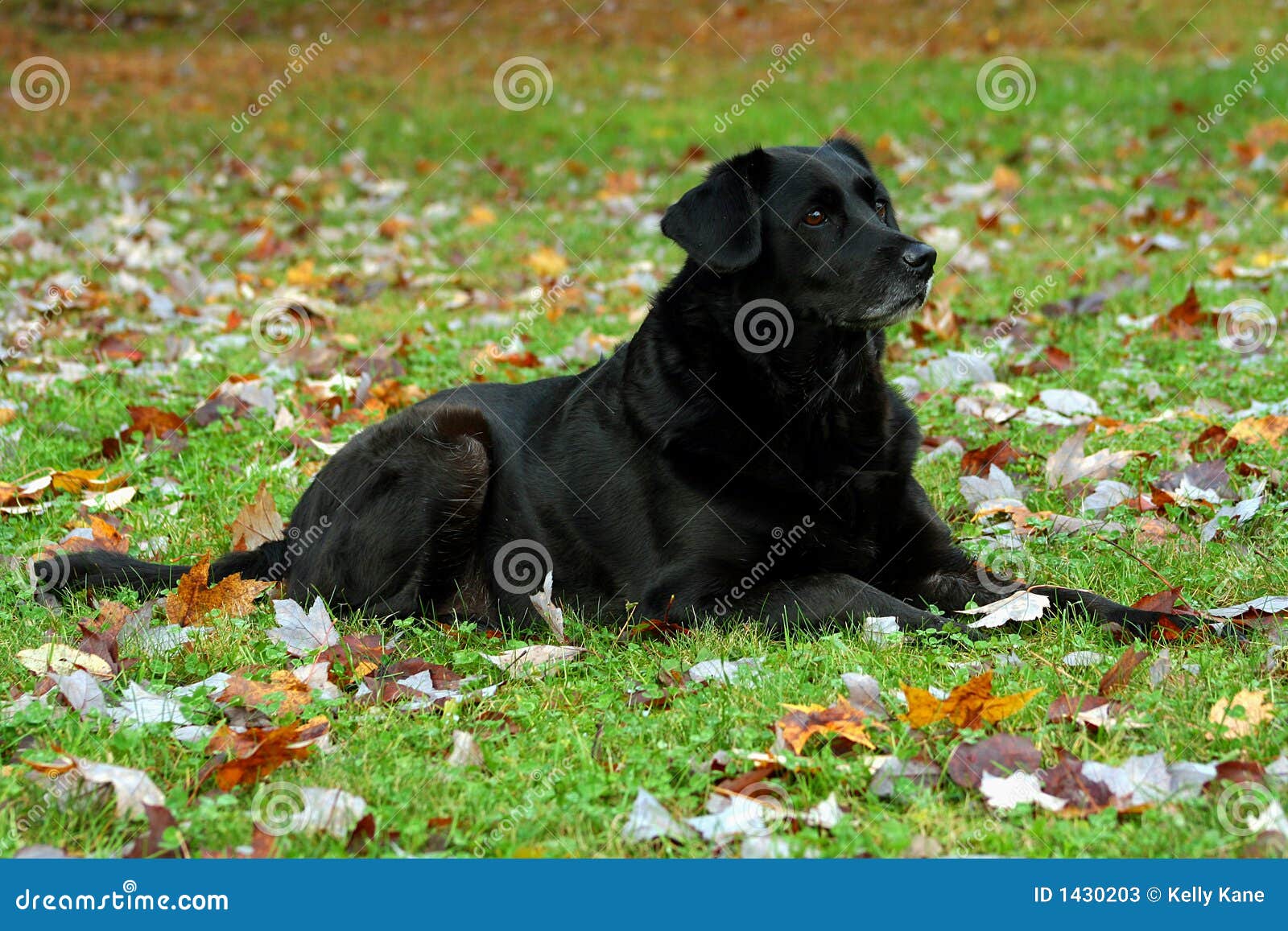 Black Lab-Full View stock image. Image of cute, outdoors - 1430203