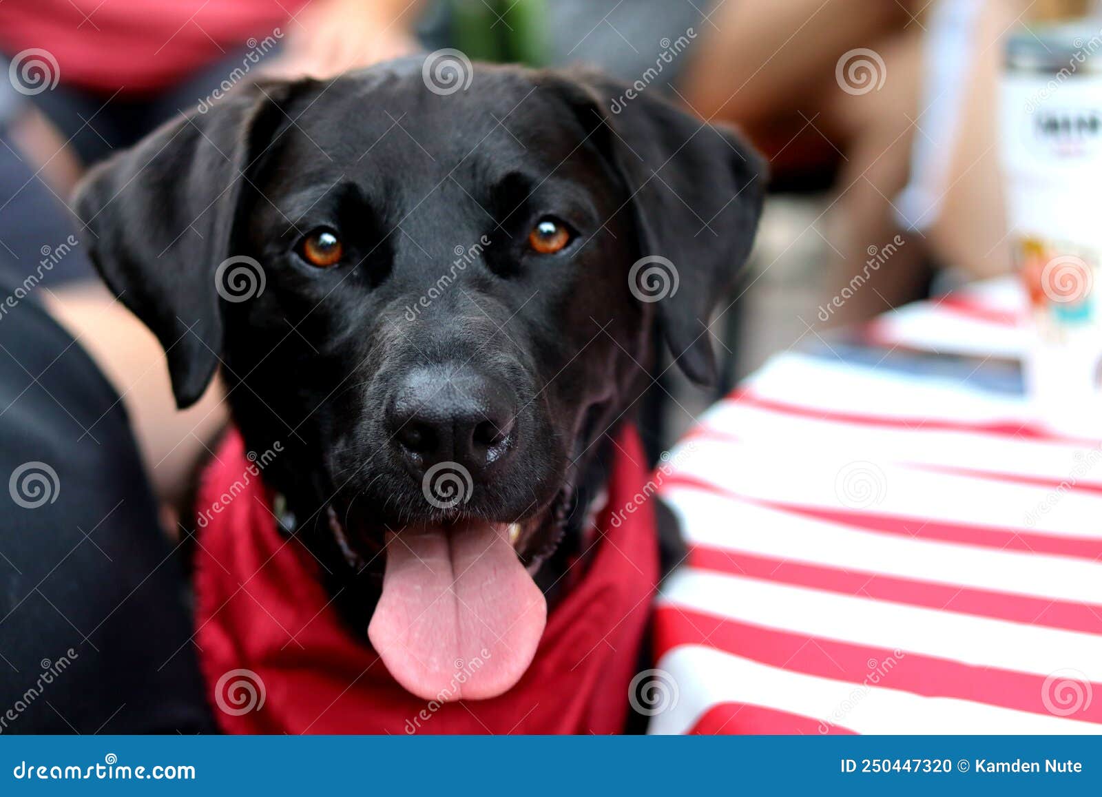 Black lab headshot stock photo. Image of black, mammal - 250447320
