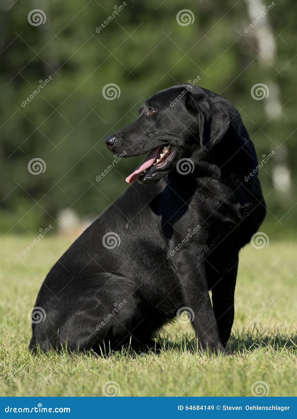 A Black Lab Hunting Dog stock image. Image of hunt, hunting - 64684149
