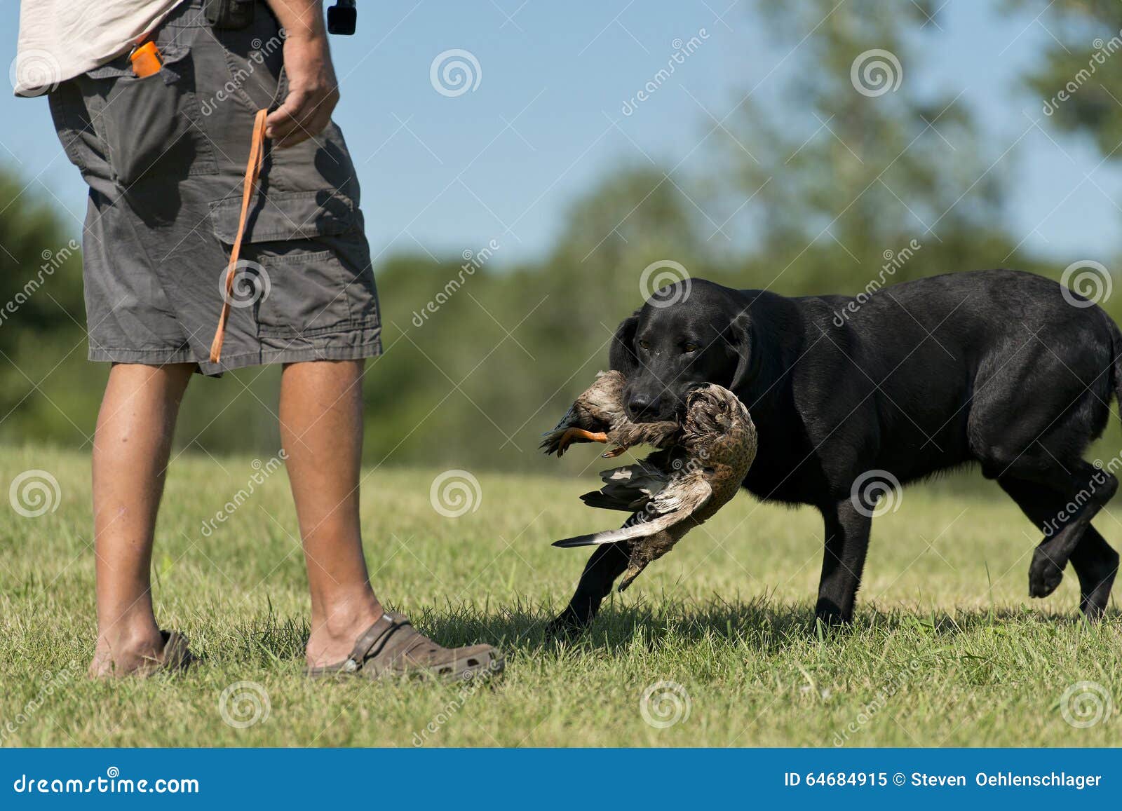 A Black Lab Hunting Dog stock image. Image of trainer - 64684915