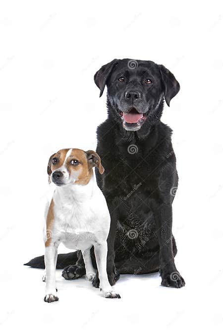 Black Lab and Jack Russell stock photo. Image of dogs - 11309500