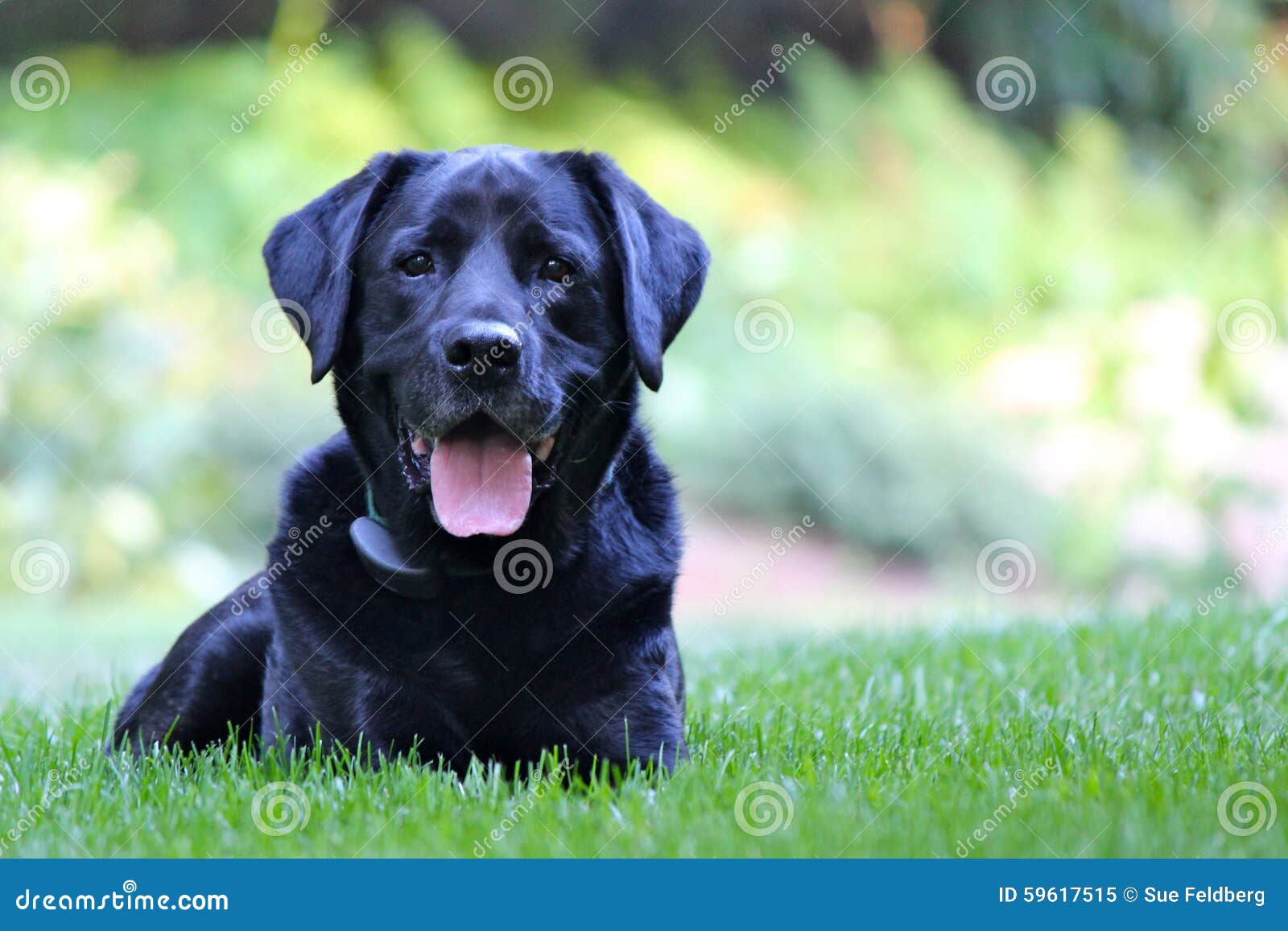 Black Lab stock image. Image of black, loyal, lying, resting - 59617515