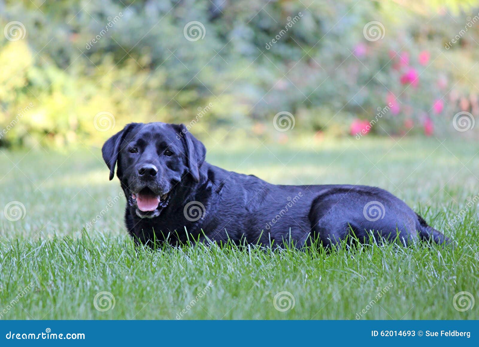 Black Lab Lying Down. stock image. Image of black, lying - 62014693