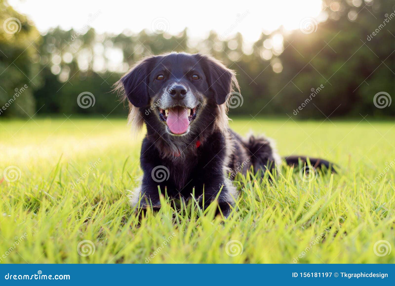 Black Lab Mix on Grass Posing for the Camera Stock Image - Image of ...