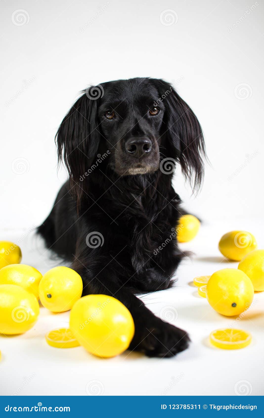 Black Lab Mix Isolated on White Background Stock Image - Image of adult ...